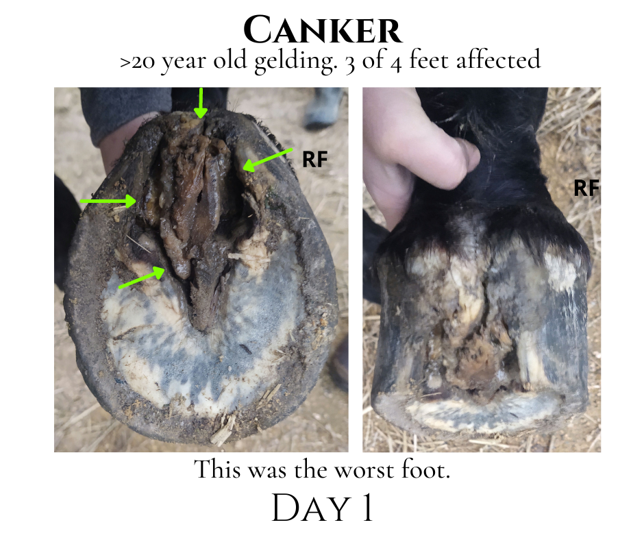 Cases – Radkin Equine Podiatry