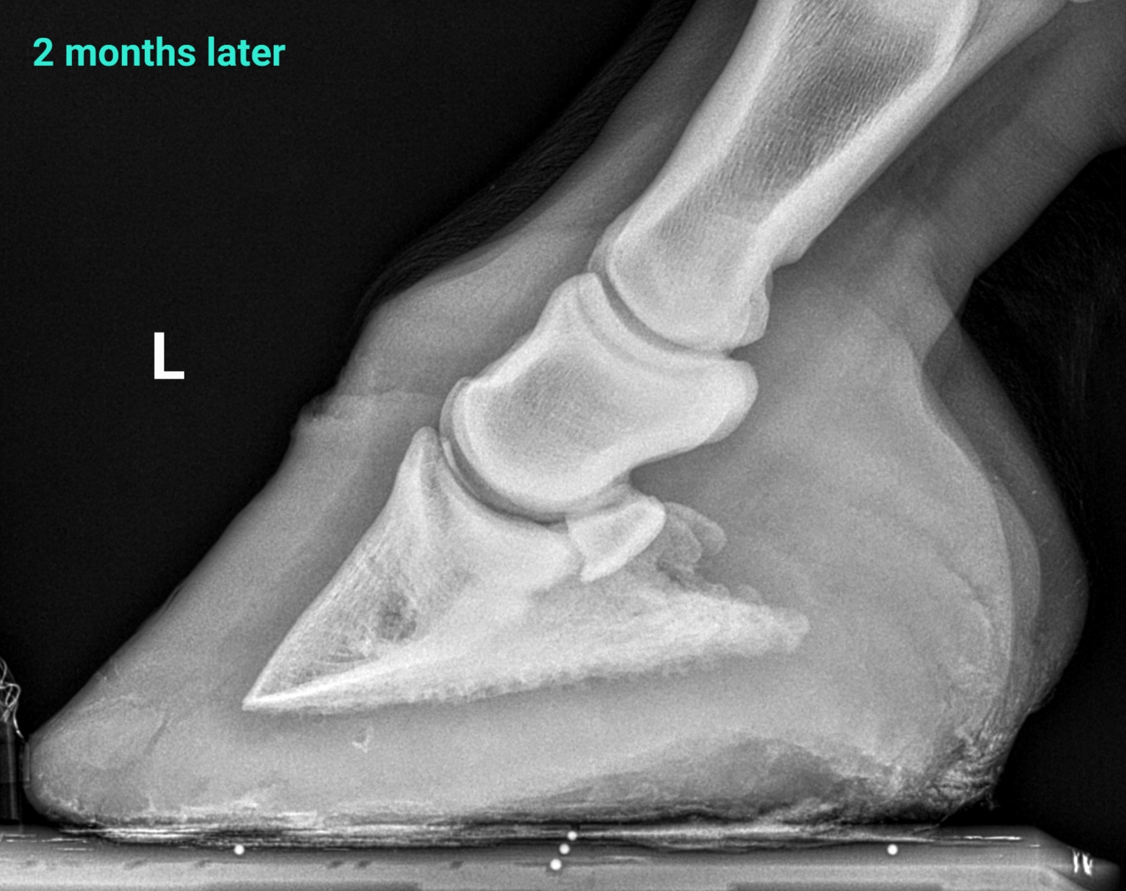 Cases – Radkin Equine Podiatry